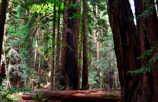 Gallery - Jtree Service